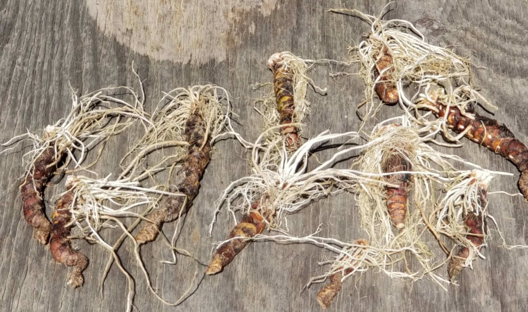 100% Authentic Genuine Southern Louisiana Whole Jezebel Root - Etsy