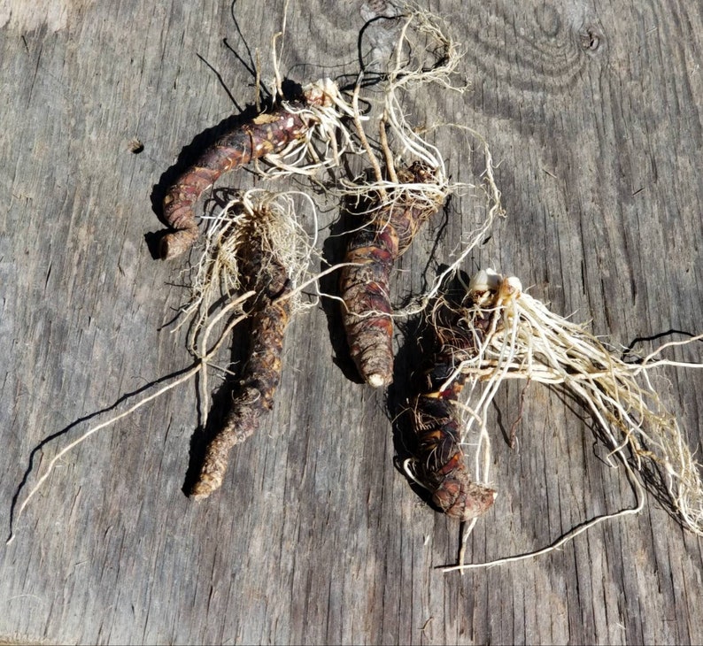 100% Authentic Genuine Southern Louisiana Whole Jezebel Root Curio Folk ...