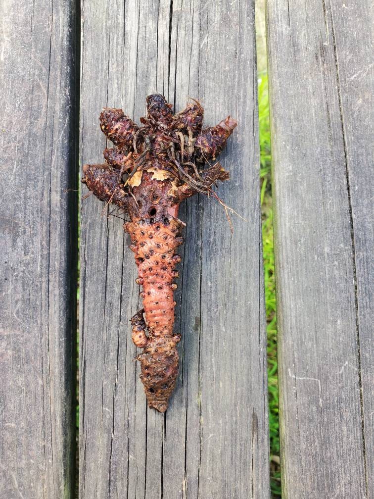 100% Authentic Genuine Southern Louisiana Whole Jezebel Root - Etsy