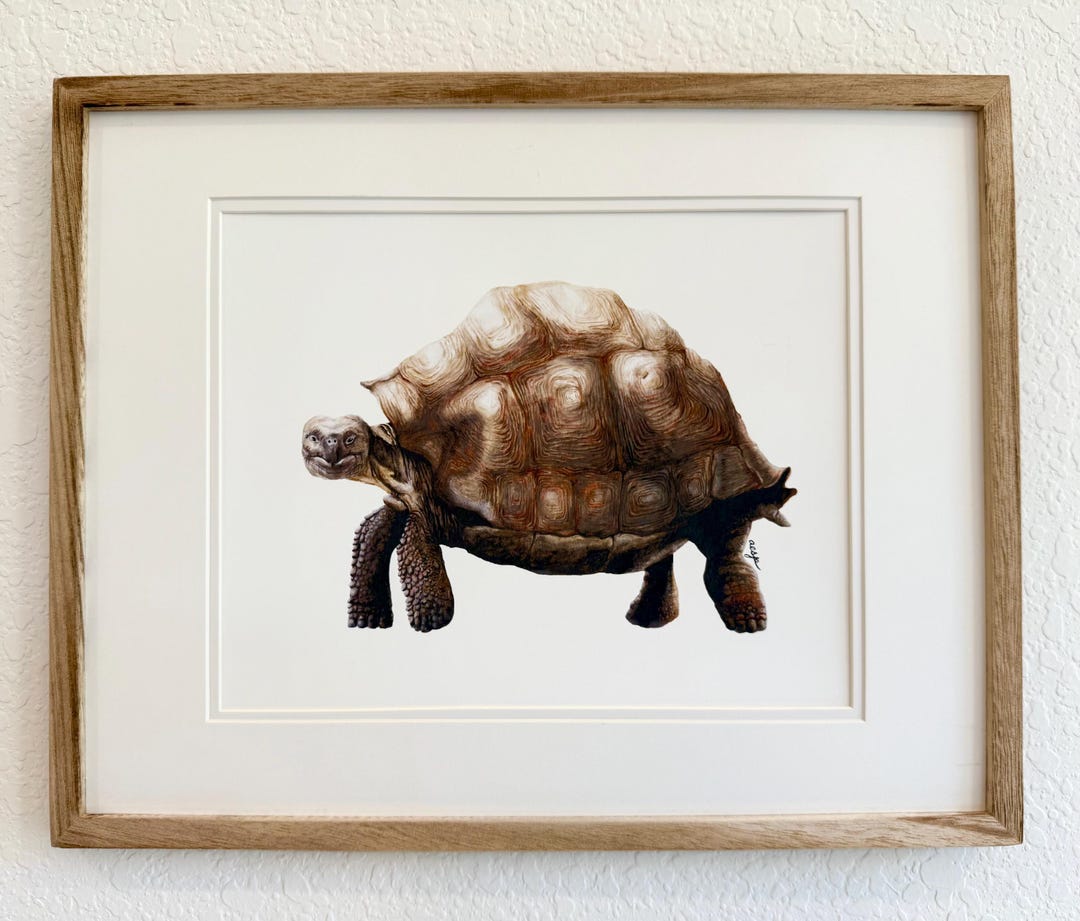 Tortoise Art Print - Original Hand-painted Watercolor Galapagos Giant ...