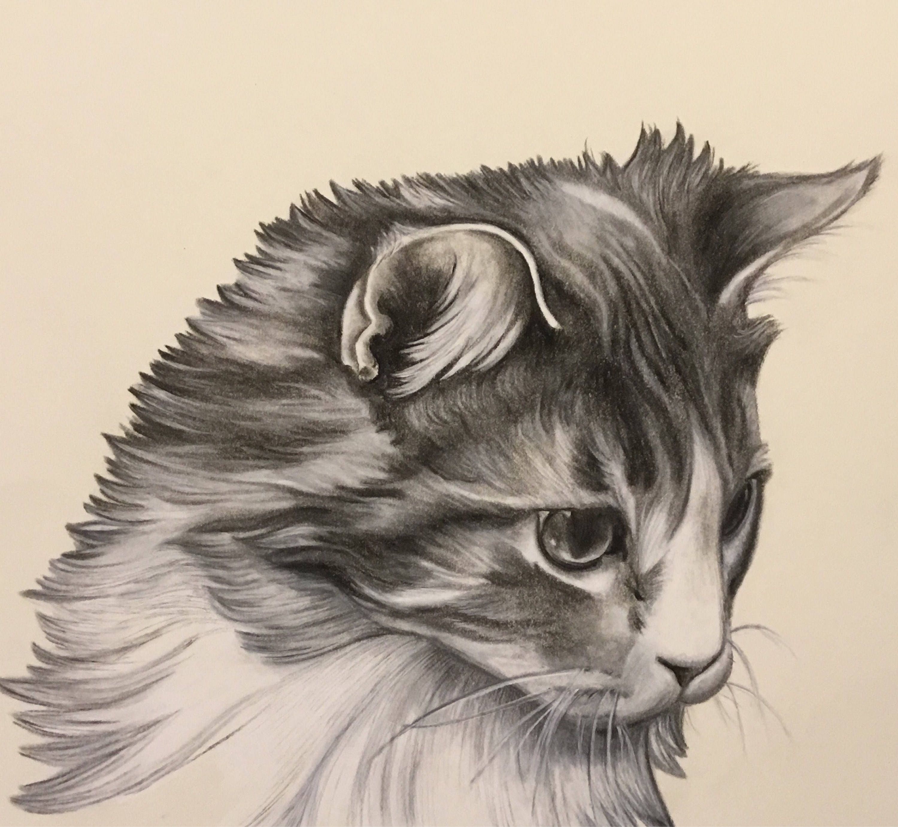 Cat Pencil Portrait Hyper Realistic Portrait Siddhant