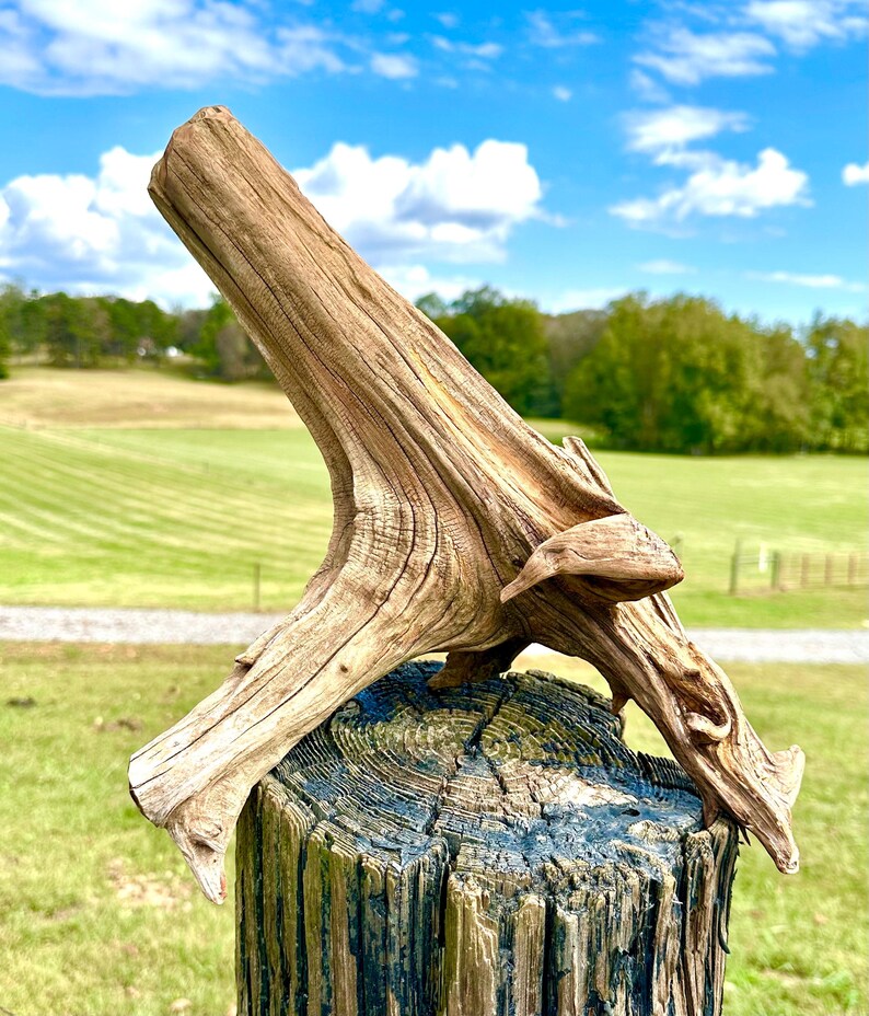 Cedar Tree Root Base Driftwood Piece, Aquarium, Terrarium, Taxidermy ...