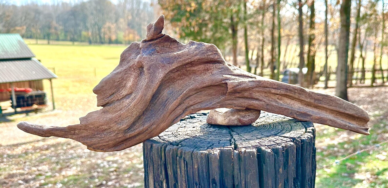 Walnut Sculptured Driftwood Piece, Aquarium, Terrarium, Taxidermy ...