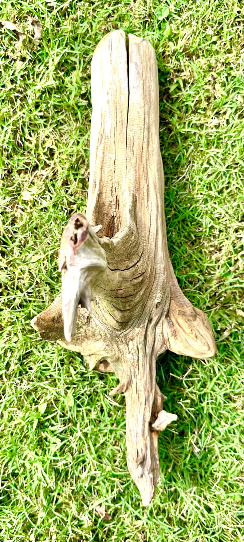 Cedar Tree Root Base Driftwood Piece, Aquarium, Terrarium, Taxidermy ...