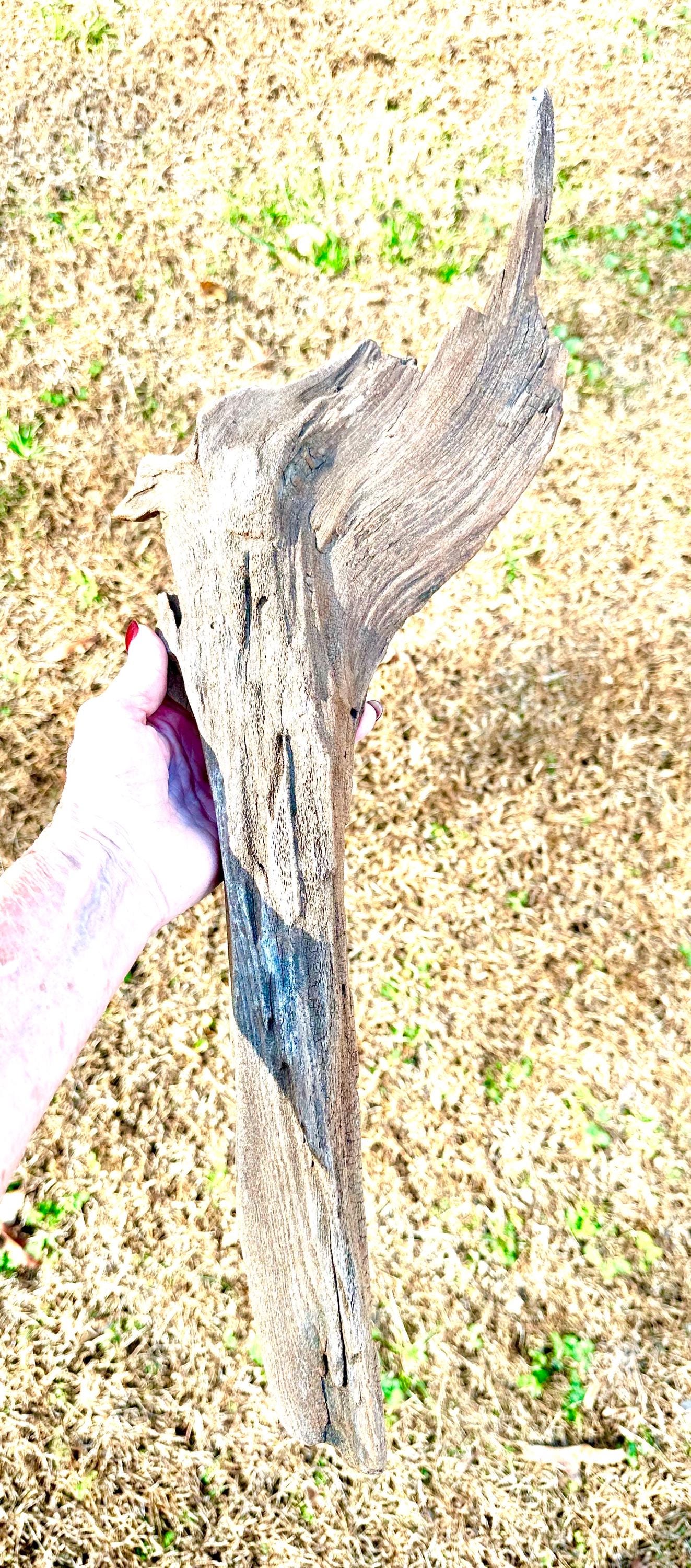 Walnut Sculptured Driftwood Piece, Aquarium, Terrarium, Taxidermy ...
