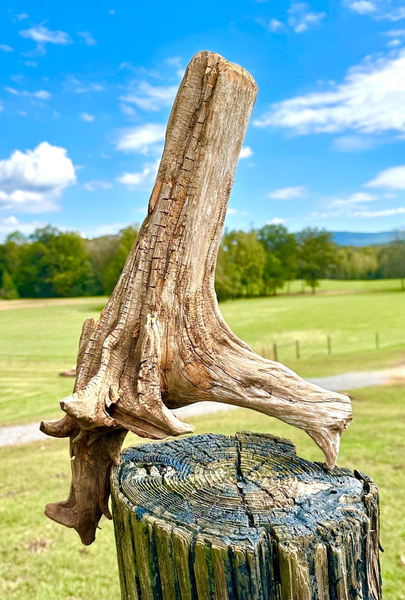Cedar Tree Root Base Driftwood Piece, Aquarium, Terrarium, Taxidermy ...