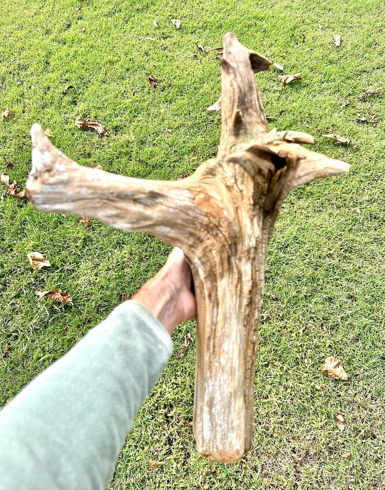 Cedar Tree Root Base Driftwood Piece, Aquarium, Terrarium, Taxidermy ...