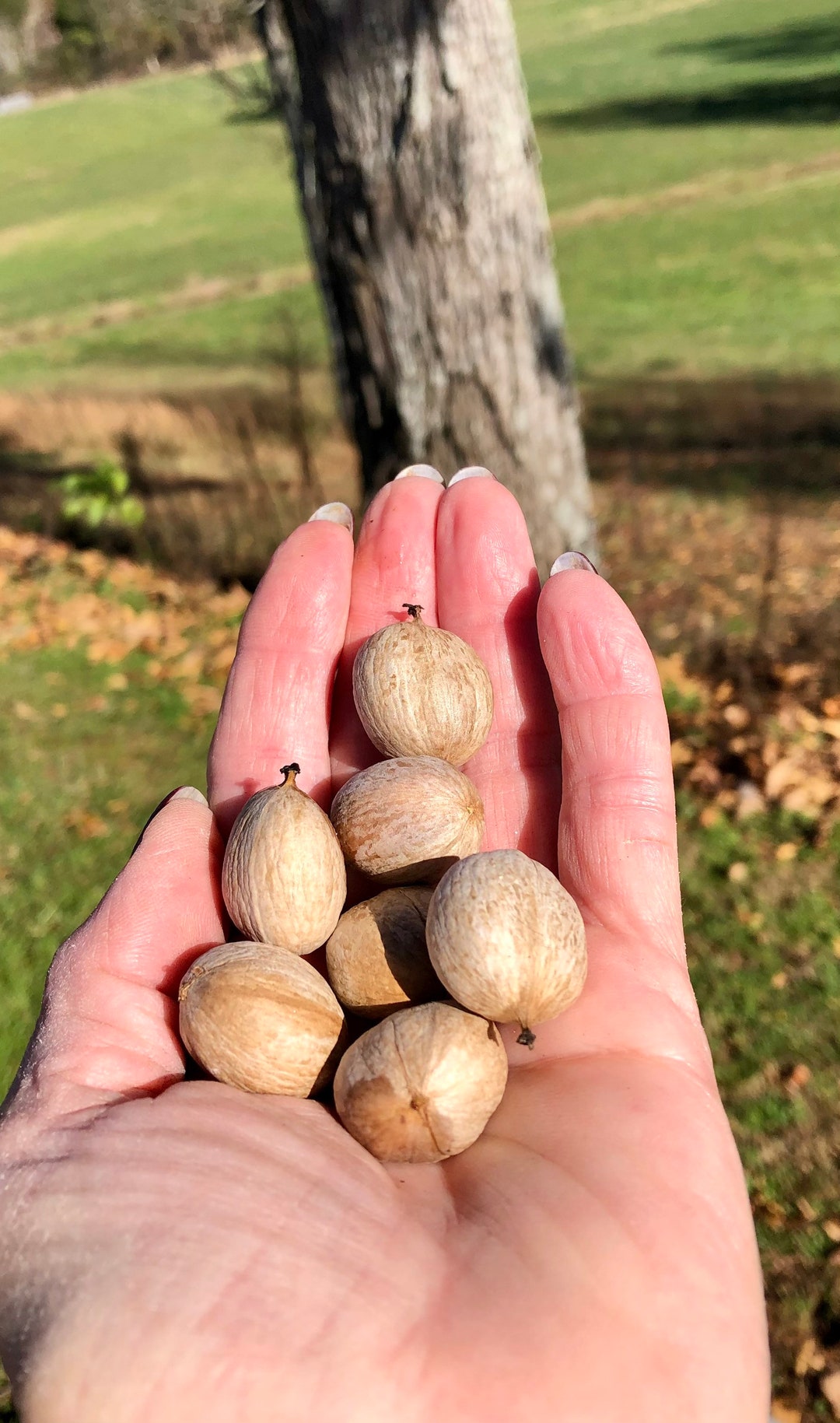 Shagbark Hickory Nuts: Organic Wild Animal & Squirrel Food, 5 Lb Bag - Etsy