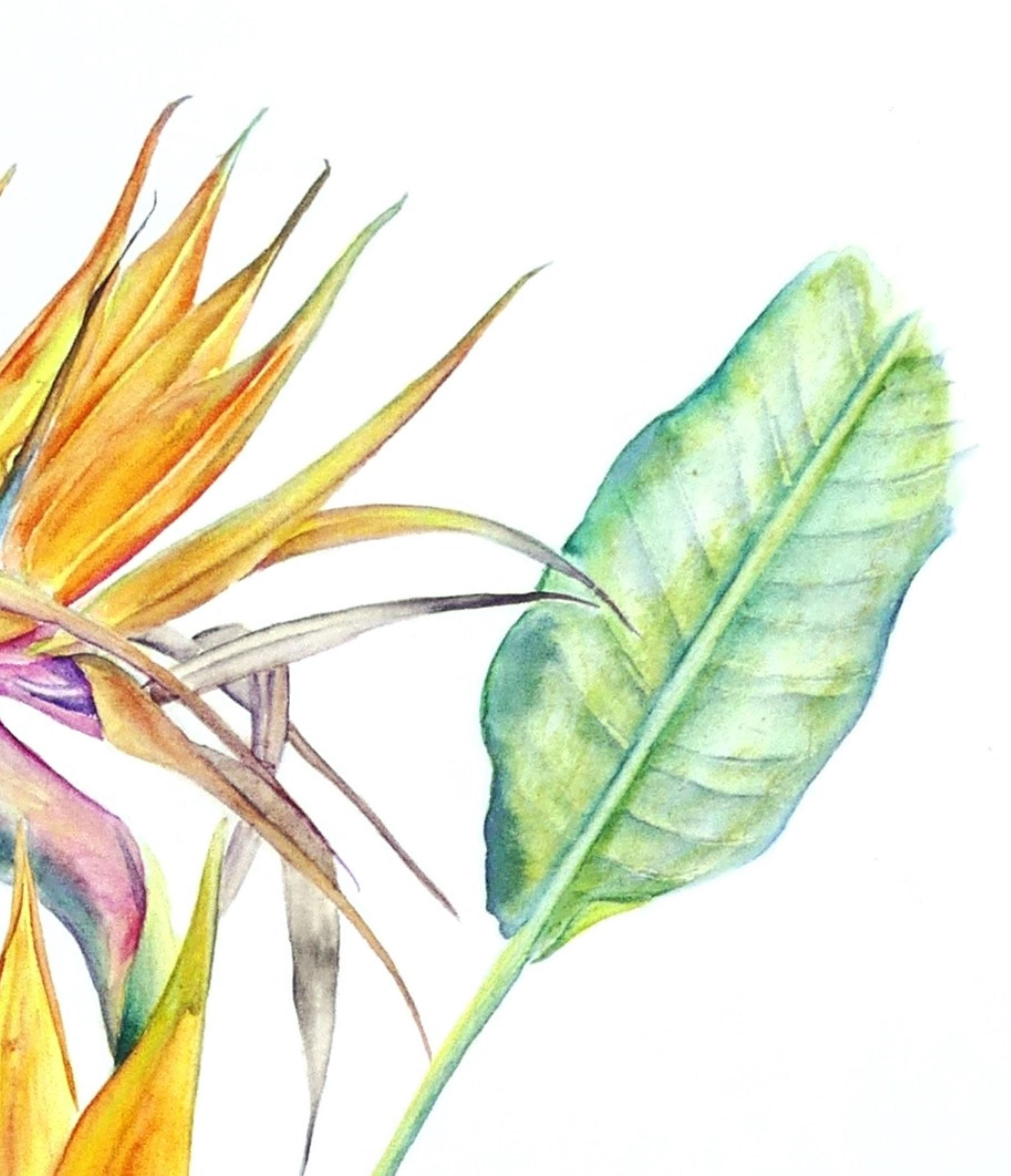 Bird of Paradise Flower Botanical Watercolour Painting Original Modern ...
