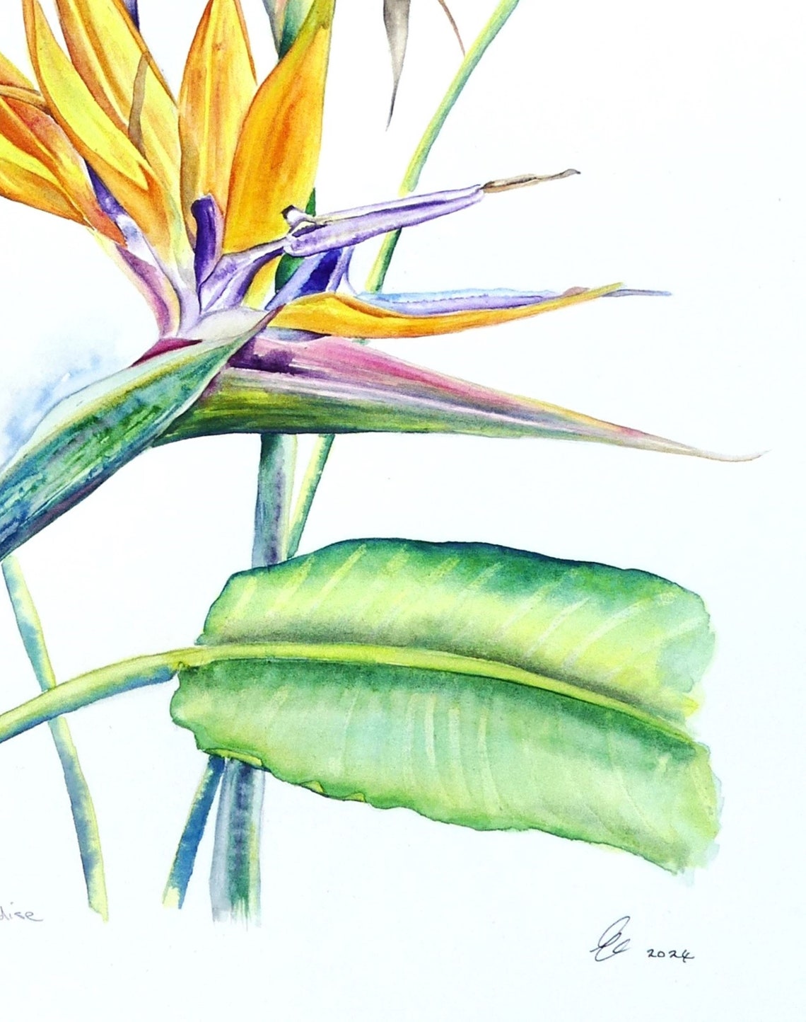 Bird of Paradise Flower Botanical Watercolour Painting Original Modern ...