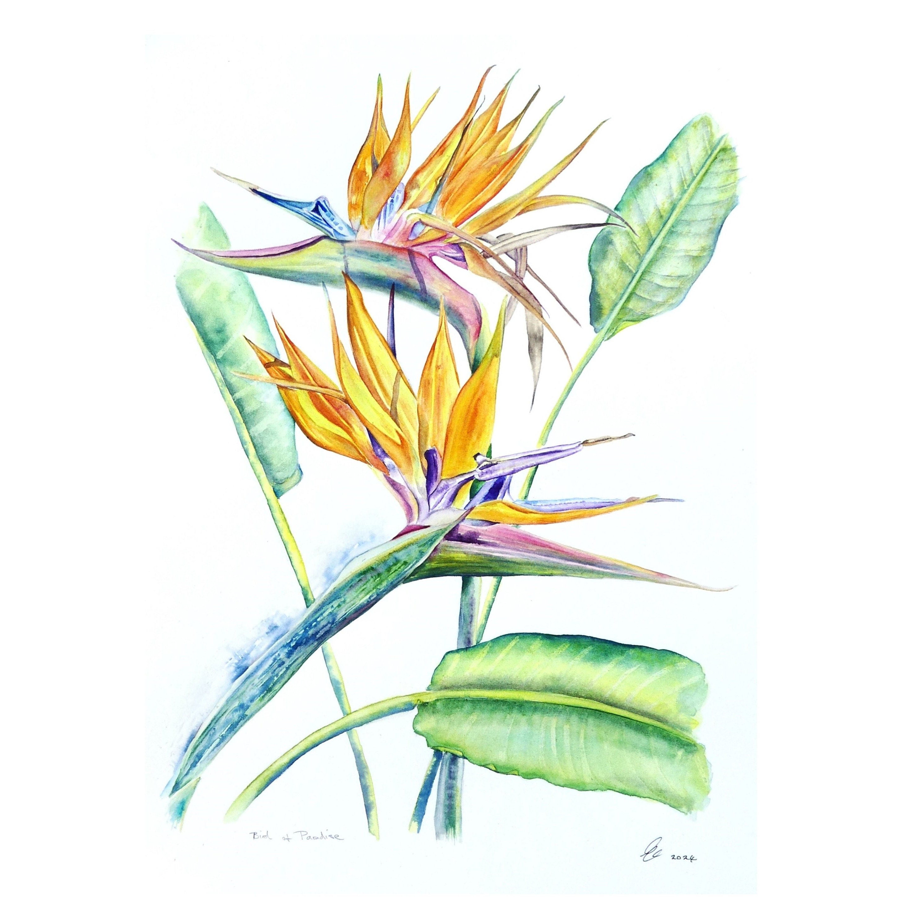 Bird of Paradise Flower Botanical Watercolour Painting Original Modern ...