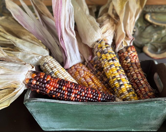 3 Ears of Indian Corn With Husks, Natural Fall Farmhouse Decor, Country ...