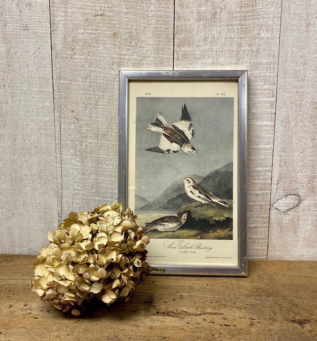 Original John James Audubon Royal Octavo Snow Lark Bunting, Plate 155 ...
