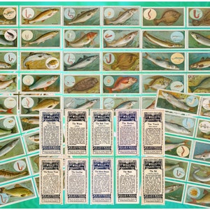 50 Vintage Fish & Bait Trade Cards Printable Digital Download Scrapbook ...