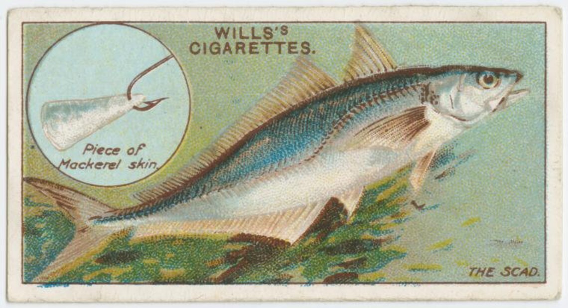 50 Vintage Fish & Bait Trade Cards Printable Digital Download - Etsy