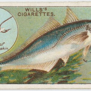 50 Vintage Fish & Bait Trade Cards Printable Digital Download Scrapbook ...