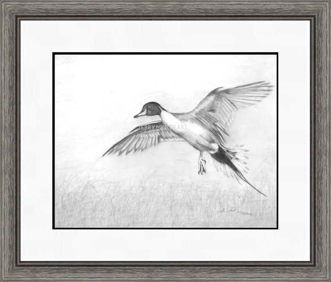 Pintail Duck Pencil Sketch Art Print: Canadian Wildlife Drawing - Etsy