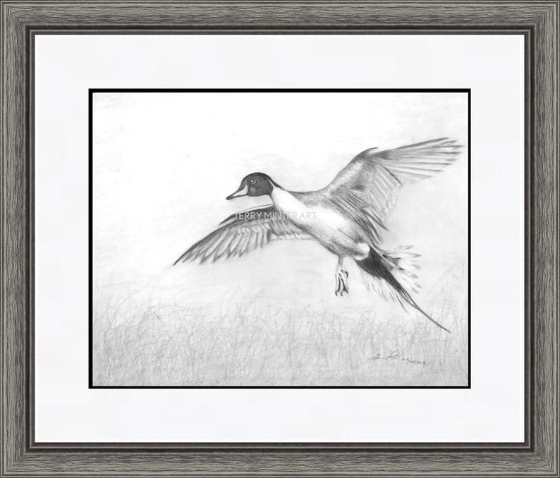 Duck Pencil Art Sketch Print "pintail Male Duck", Male Duck Art Print ...