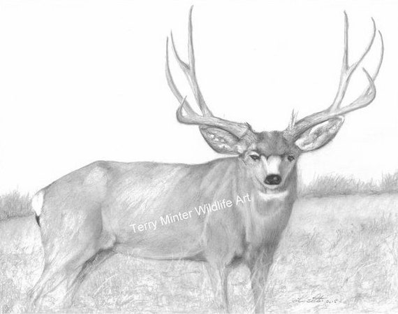 Mule Deer Buck Drawing