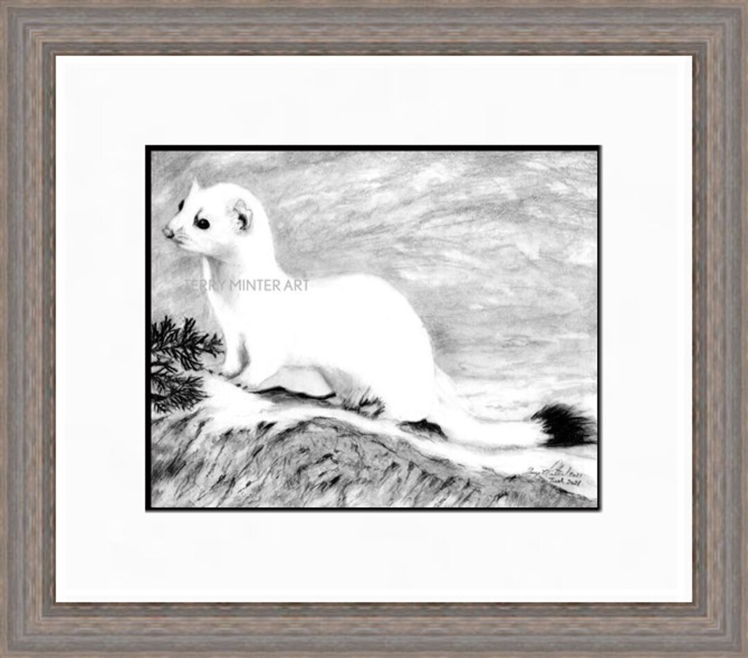 Weasel Pencil Art Print, Weasel Pencil Art Print, Animal Pencil Drawing ...
