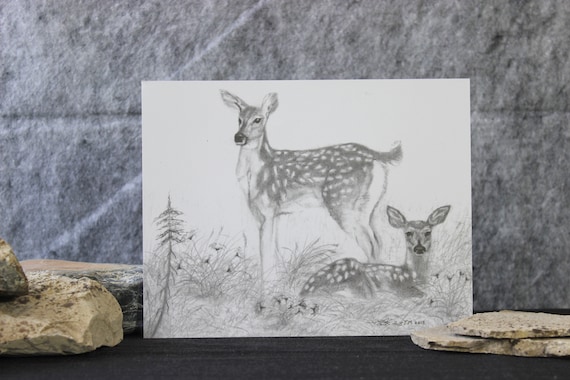 Fawn Sketch