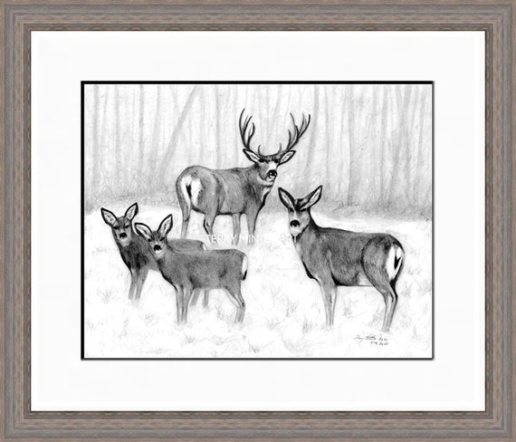 Mule Deer Sketches
