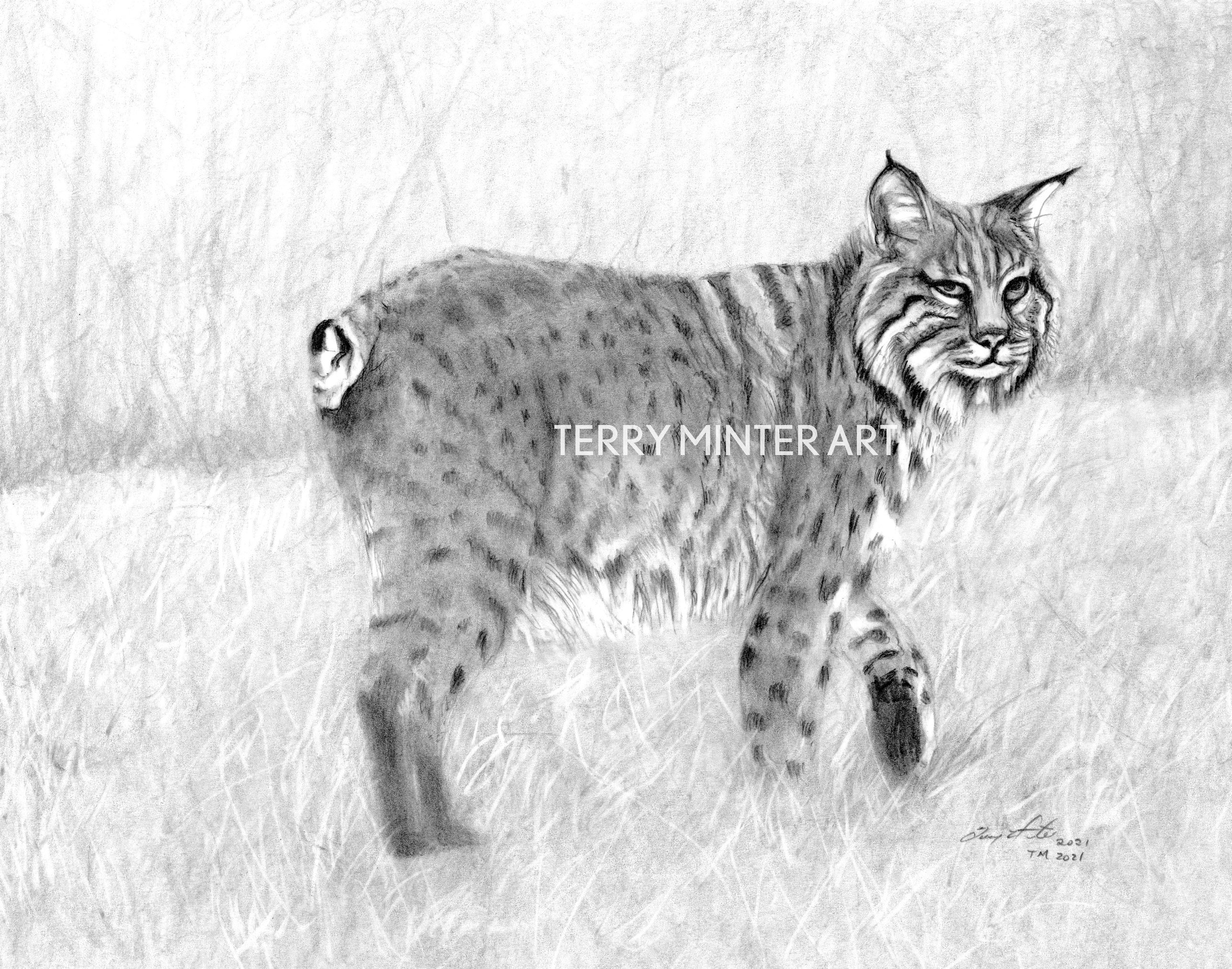 Bobcat Pencil Art Print, Graphite Animal Art, Pencil Animal Art Print ...