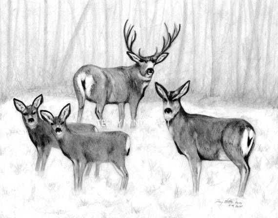 Buck Drawings In Pencil