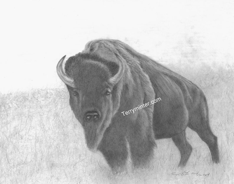 Plains Bison Pencil Print "plains Drifter", Graphite Animal Artist ...