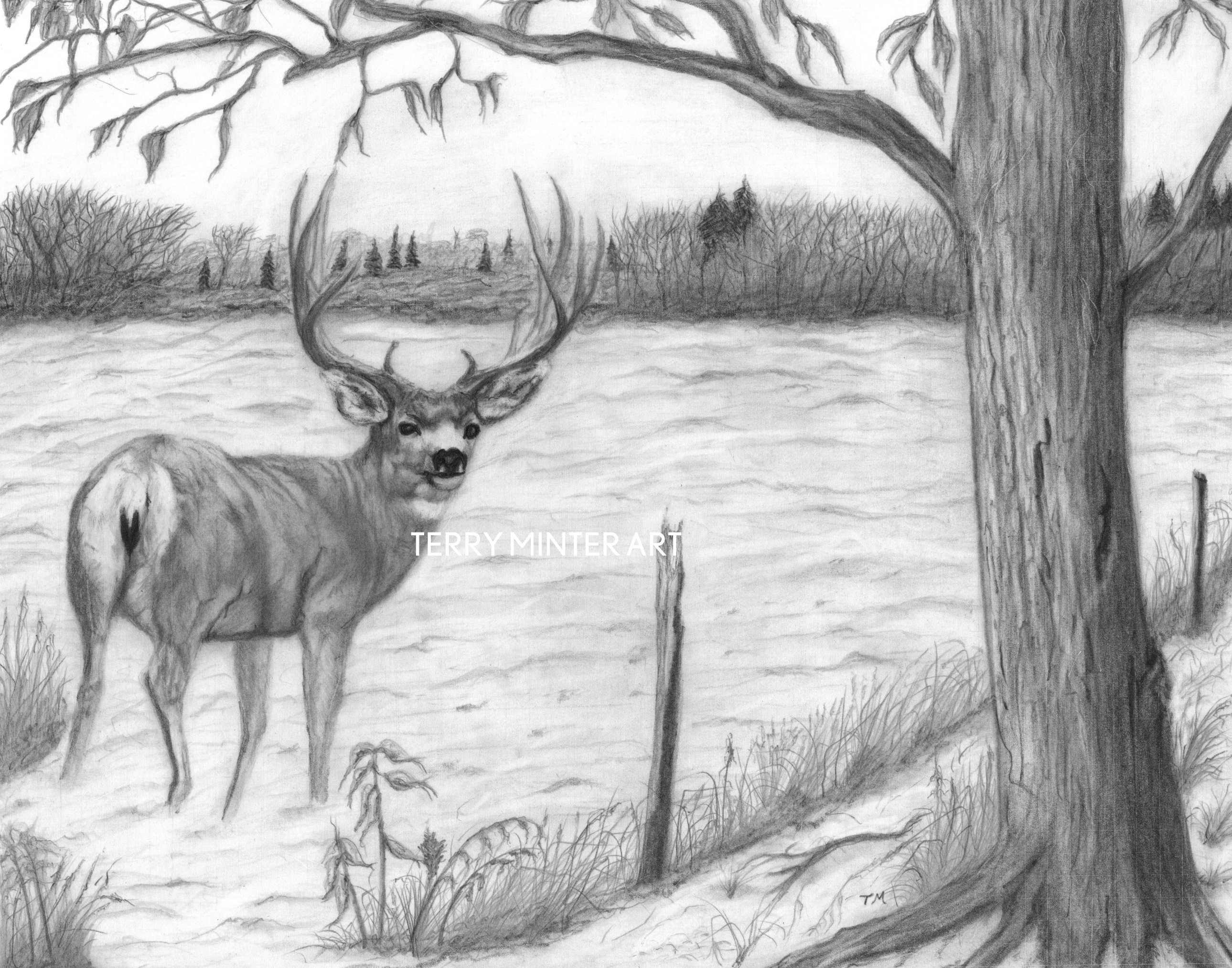 Mule Deer Buck Pencil Art Print "looking", Graphite Animal Art, Pencil ...