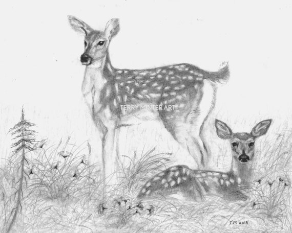 Baby Deer Drawings In Pencil