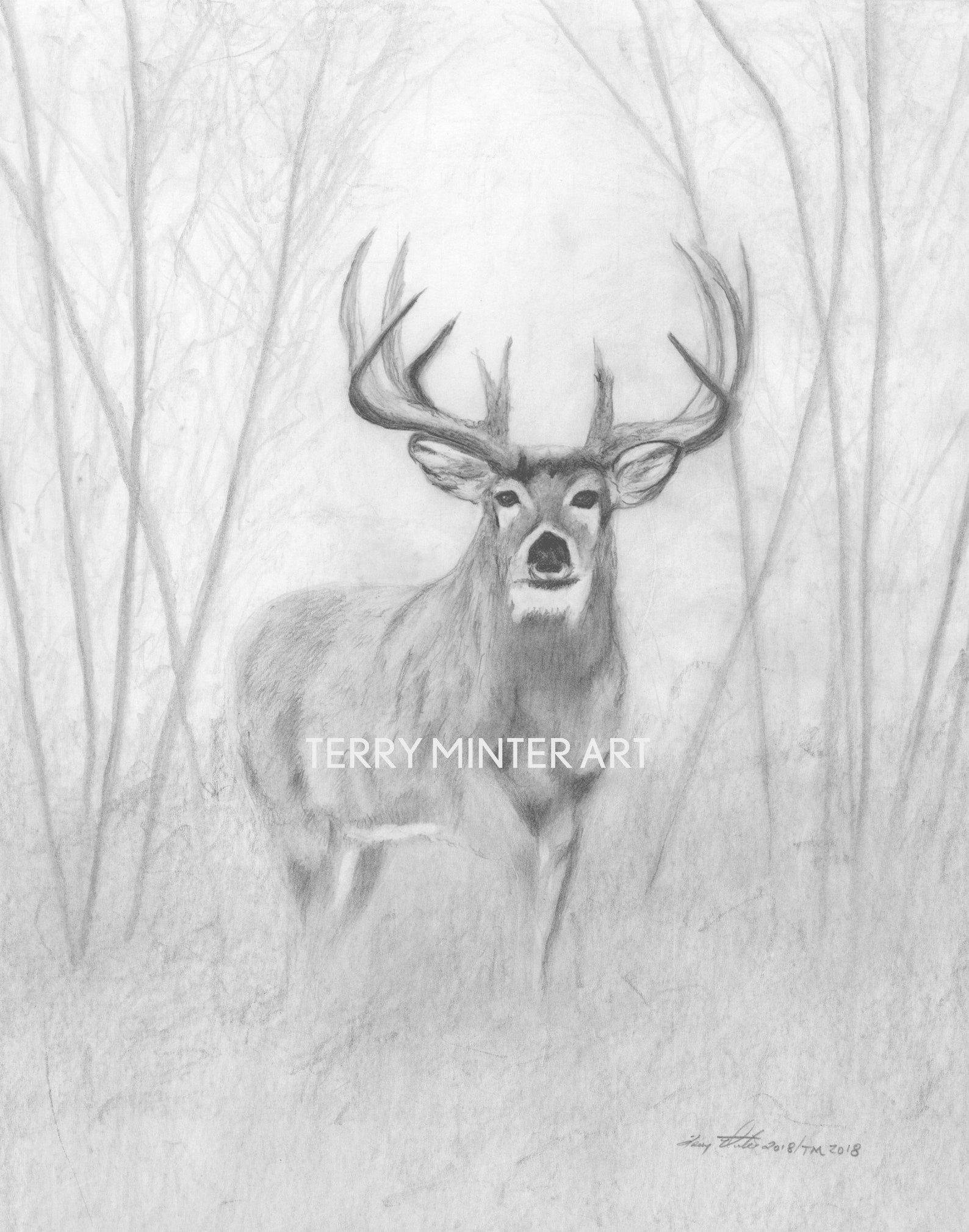 Whitetail Deer Pencil Sketch Print "woodland Buck", Graphite Pencil ...