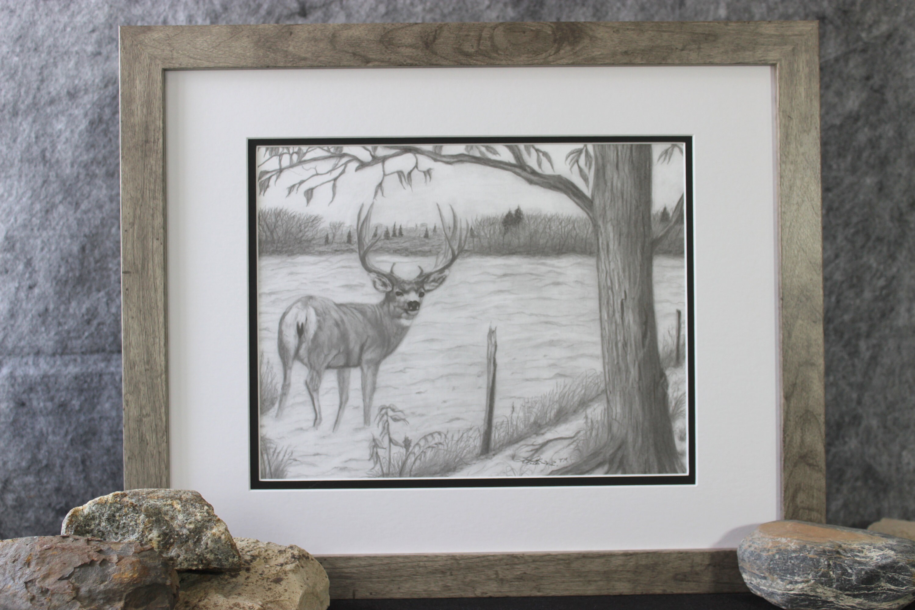 Mule Deer Buck Pencil Art Print "looking", Graphite Animal Art, Pencil ...