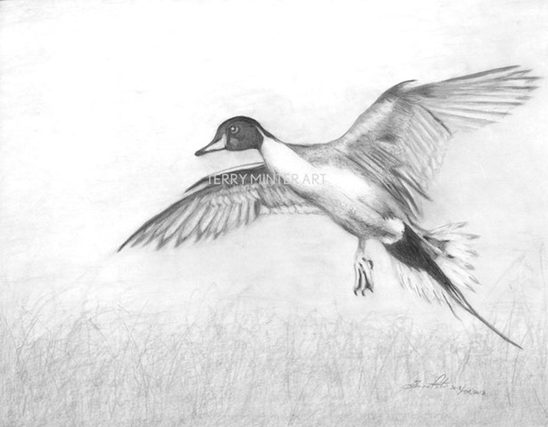 Duck Pencil Art Sketch Print pintail Male Duck, Male Duck Art Print ...