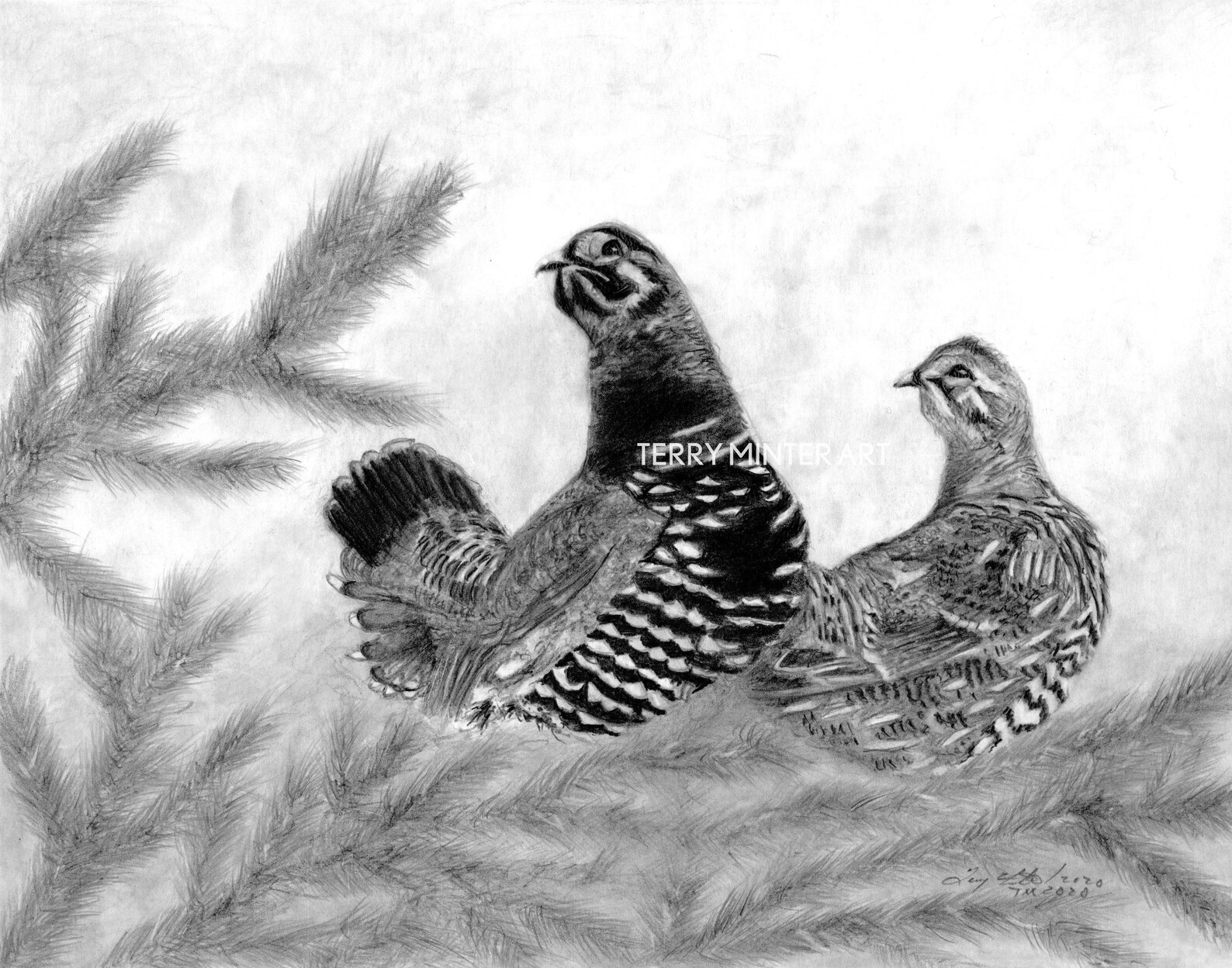 Spruce Grouse Pencil Drawing: Canadian Wildlife Art Print - Etsy