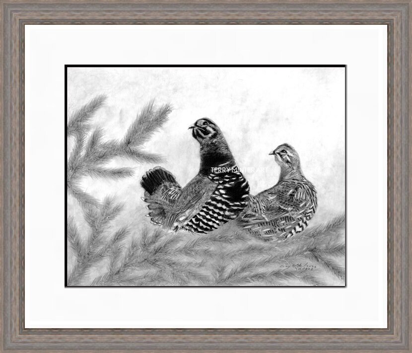 Spruce Grouse Pencil Drawing: Canadian Wildlife Art Print - Etsy