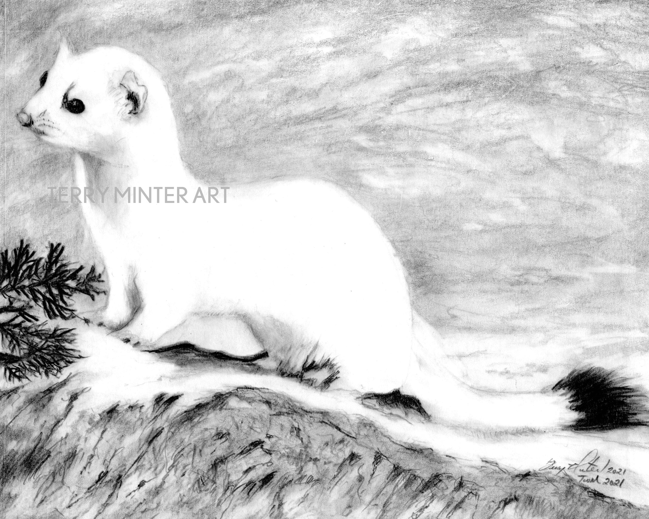 Weasel Pencil Art Print, Weasel Pencil Art Print, Animal Pencil Drawing ...
