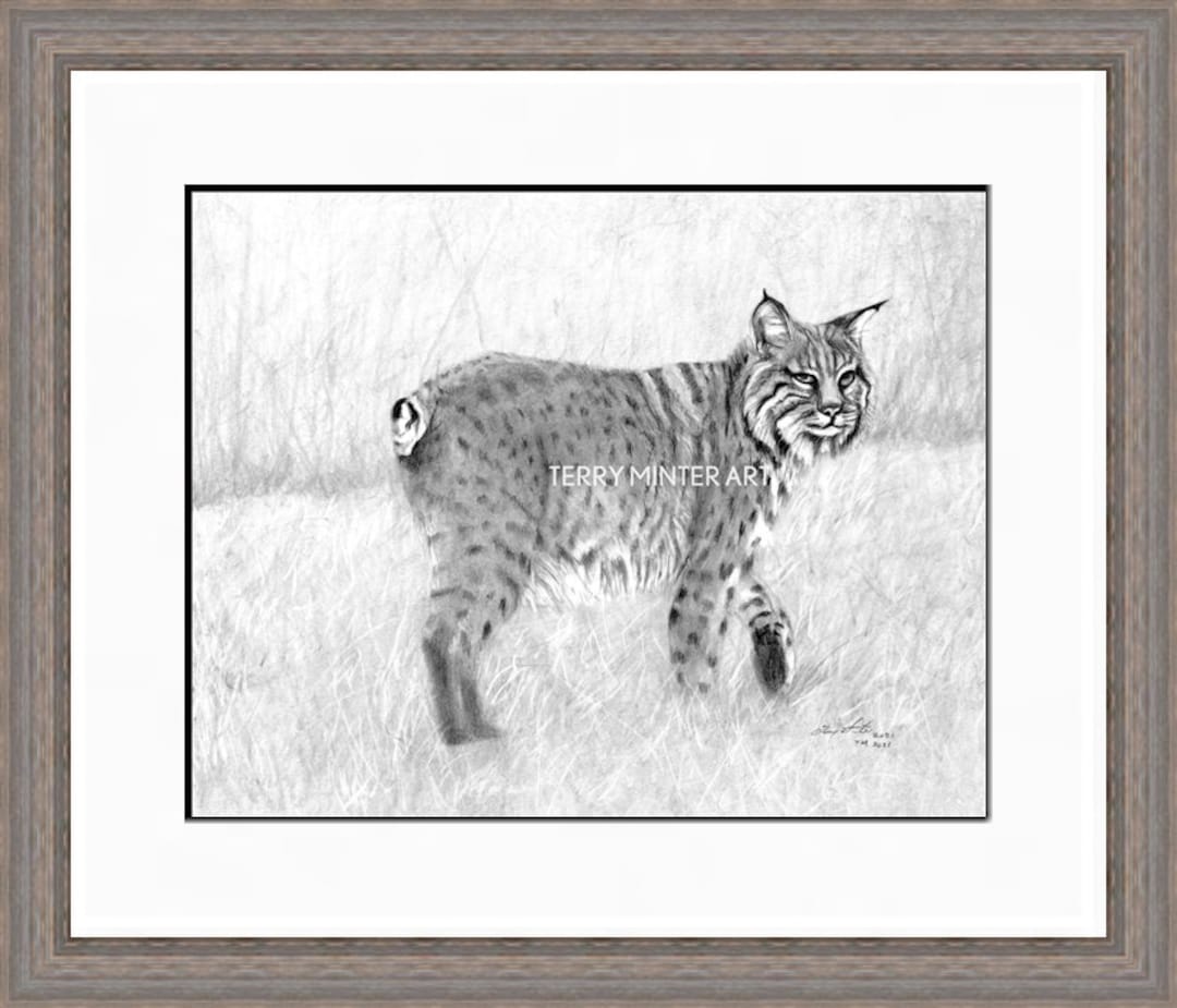 Bobcat Pencil Art Print, Graphite Animal Art, Pencil Animal Art Print ...