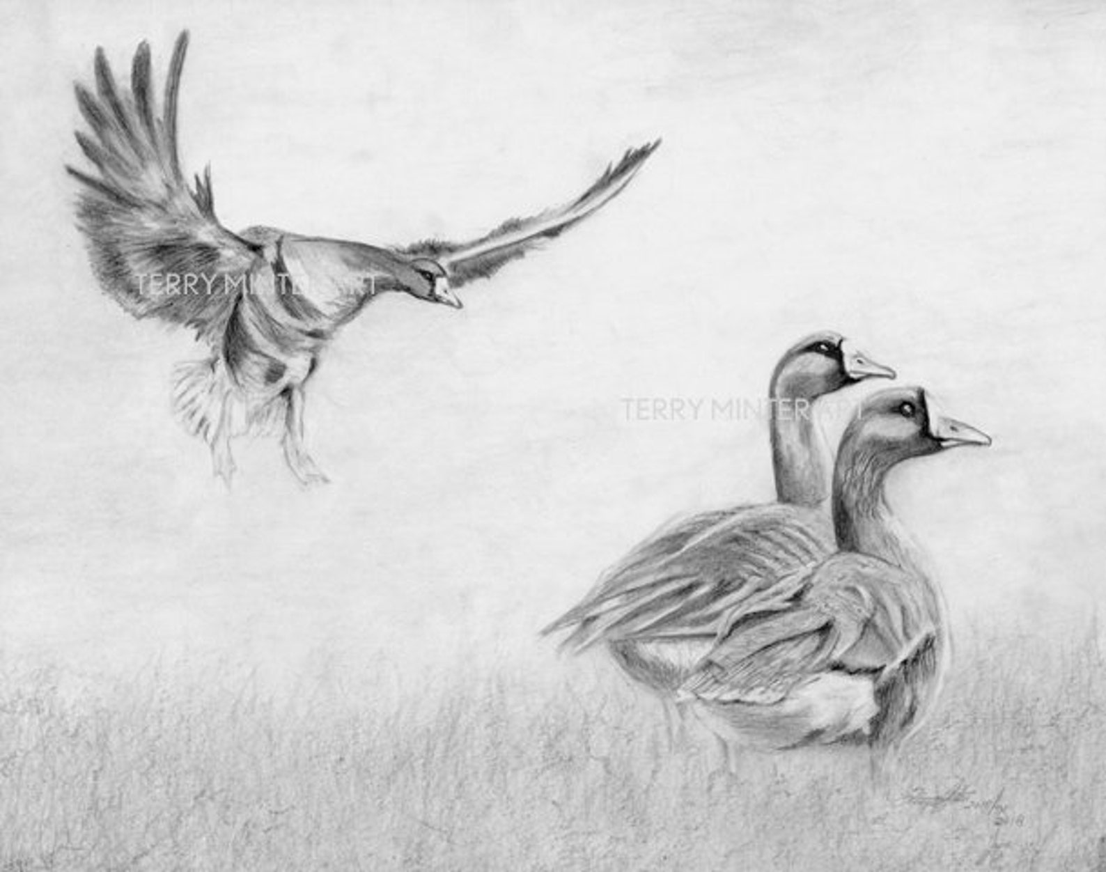 Geese Pencil Art Sketch Print "white Fronted Geese", Waterfowl Pencil ...