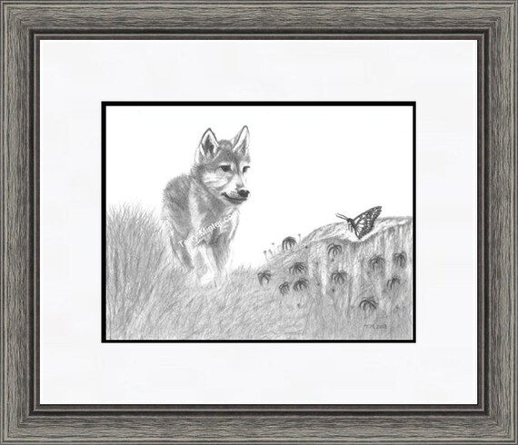 Real Baby Wolf Drawing