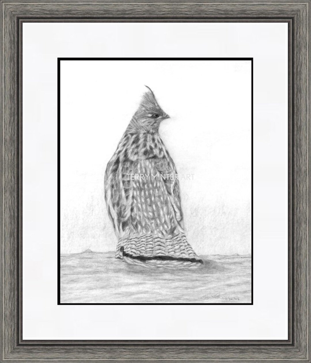 Male Ruffed Grouse Pencil Print "drummer", Canadian Wildlife Pencil ...