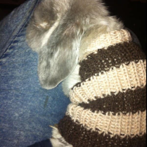 Pet Rabbit Clothing - Etsy