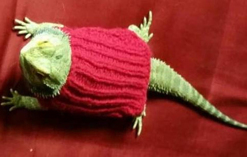 Bearded Dragon Sweaters Hamster Clothes Hamster Sweater - Etsy
