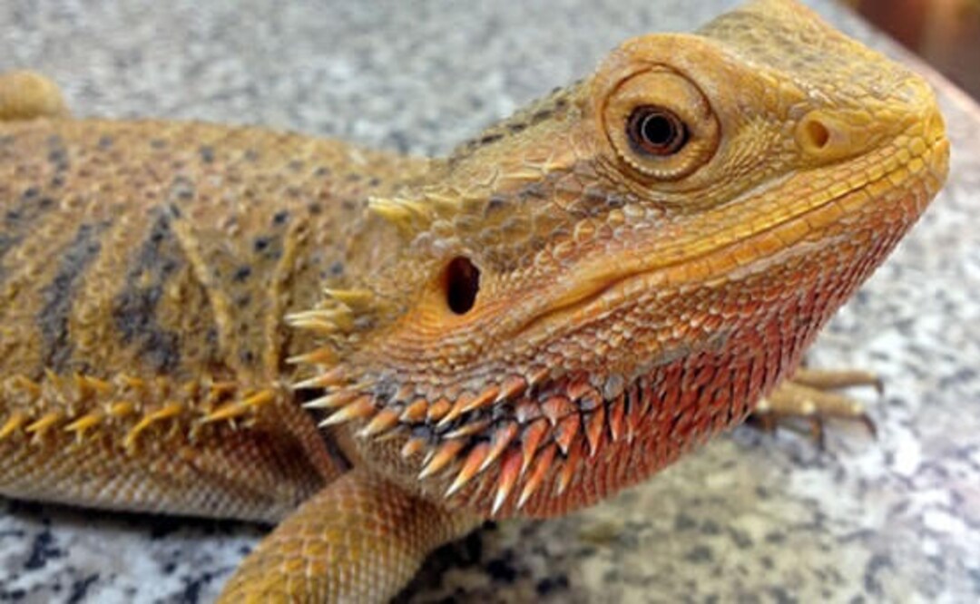 Hand-knit Bearded Dragon Hat: Winter Pet Clothing - Etsy