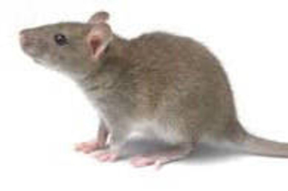 Bearded Dragon Cape Rat Mouse Cape Pet Clothing Hamster - Etsy