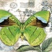 Large Decoupage Paper for Furniture - Butterfly - Rice Paper ...