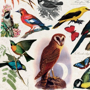 Birds Vintage Decoupage Paper - Decoupage Art - Large Size Rice Paper ...