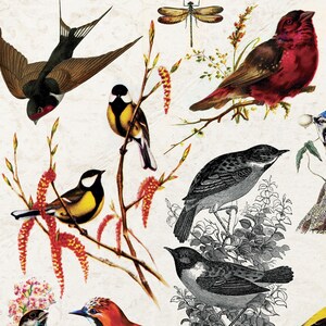 Birds Vintage Decoupage Paper - Decoupage Art - Large Size Rice Paper ...