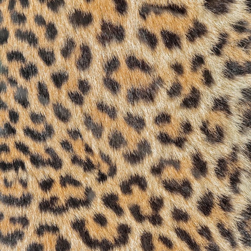 Tiger Decoupage Rice - Etsy