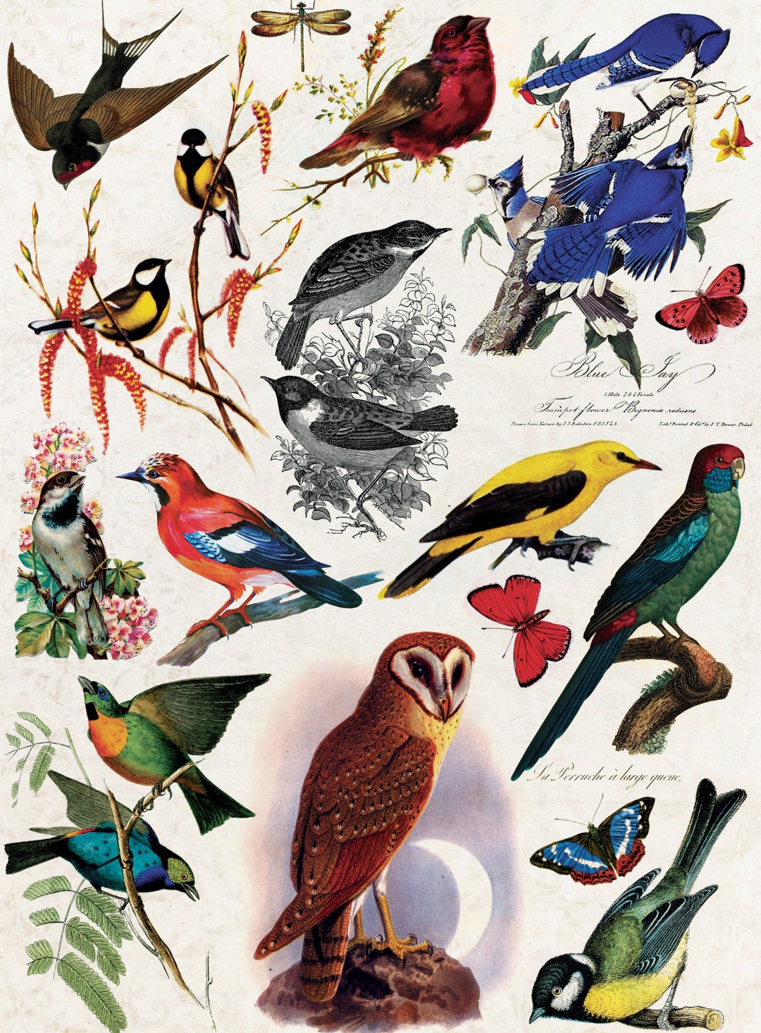 Birds Vintage Decoupage Paper - Decoupage Art - Large Size Rice Paper ...